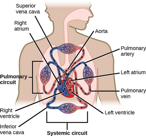 Circulatory System Function And Structure