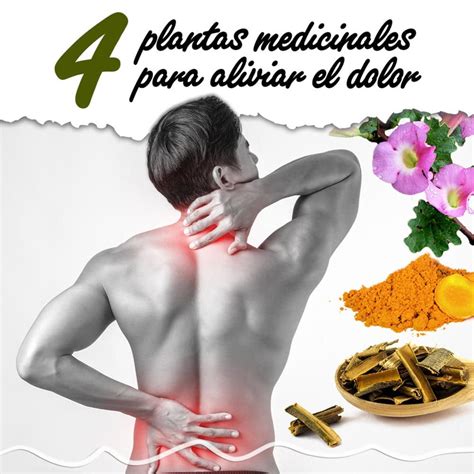 Plantas Medicinales Para Aliviar El Dolor Laboratorio Pinisan