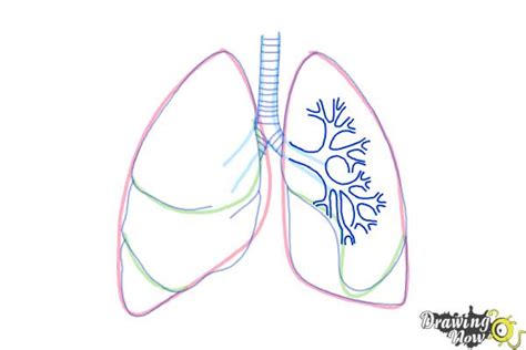 How To Draw Lungs Drawingnow
