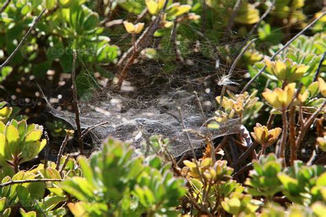 telarañas telarañas en ramas y hojas de árboles en un parque de la