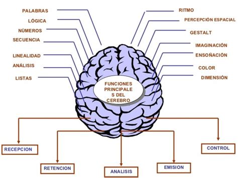 Mapas Mentales Sobre El Cerebro Y Sus Funciones Cuadro Comparativo