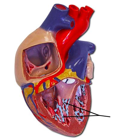 A P Cardiovascular System Heart Veins Arteries Flashcards