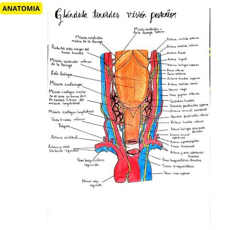 Glándula Tiroides Visión Posterior MARYURI LISBETH uDocz