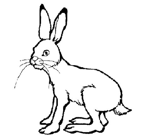 Desenho De Lebre Para Colorir Colorir