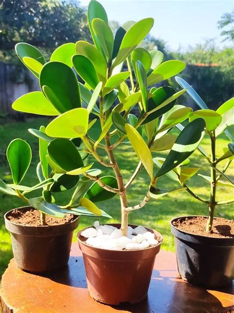 Muda De Planta Jade Crassula Ovata Mini Arvore Suculenta Mebuscar Brasil