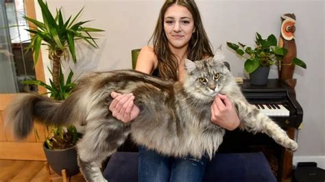 À 1 an ce chat mesure déjà une taille record et pourrait devenir le