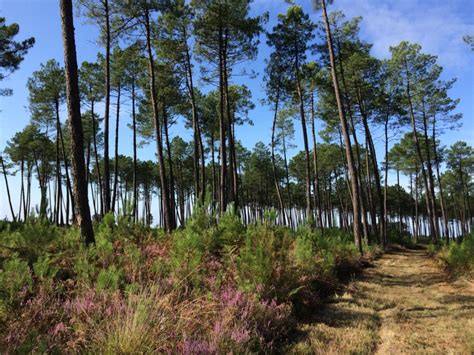 Food and drink in the Landes Côte Landes Nature Tourisme