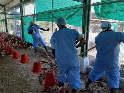 Bioseguridad en granjas avícolas un factor vital antes durante y