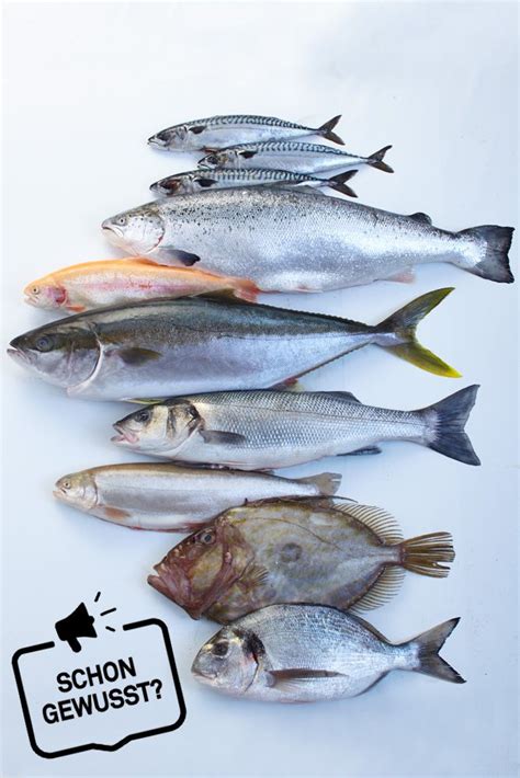 Fische Mittelmeer Griechenland Fischlexikon