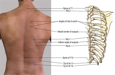 The Thorax Basicmedical Key