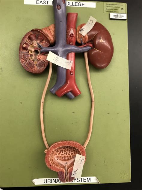 Male Urinary System Diagram Quizlet