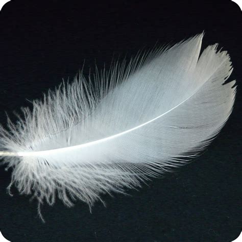 Symbolique Des Plumes Le Message Des Guides Et Des Anges Ondes De