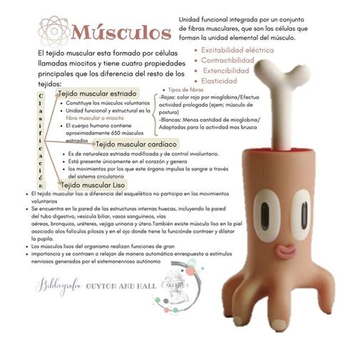 Los M Sculos Emedics Udocz