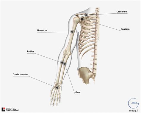 Anatomie Du Membre Sup Rieur Medg