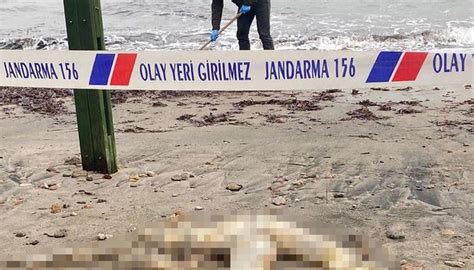 Bodrum da korkunç olay Sahilde başı olmayan erkek cesedi bulundu