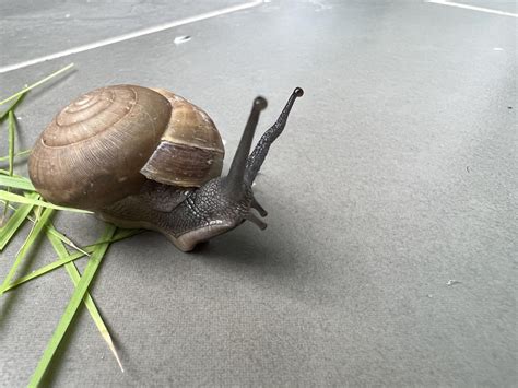Close Up Photo Of Snail Shell Light Brown Snail Walking Snail With