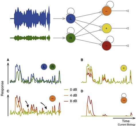 neural adaptation current biology