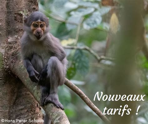 Publication FB Écotourisme Taï