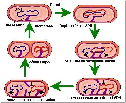 La reproducción de las bacterias La guía de Biología