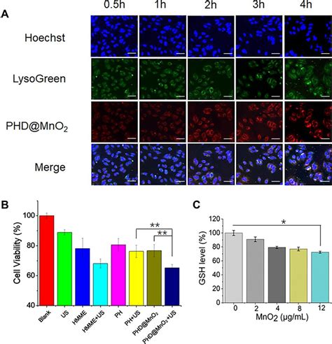 Cellular ROS Generation In MCF 7 Cells A Microscopy Images Of