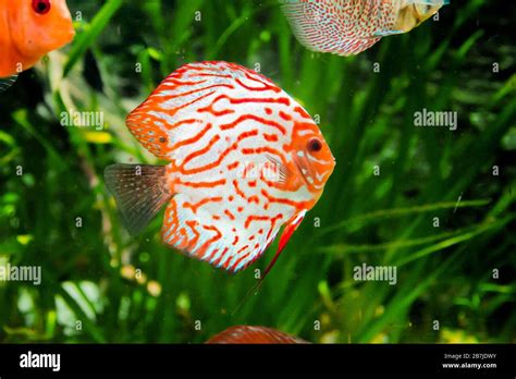 Discus Fish In Aquarium Tropical Fish Symphysodon Discus From Amazon