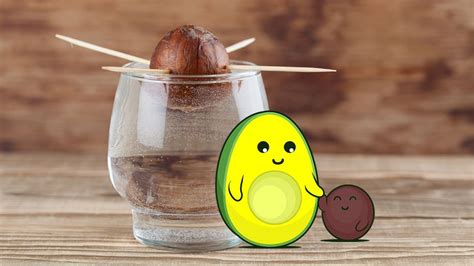 As Puedes Germinar Un Hueso De Aguacate Para Cultivarlo En Casa