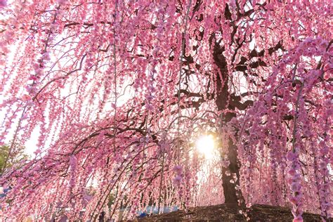 Mito Plum Blossom Festival 2020 Japan Web Magazine