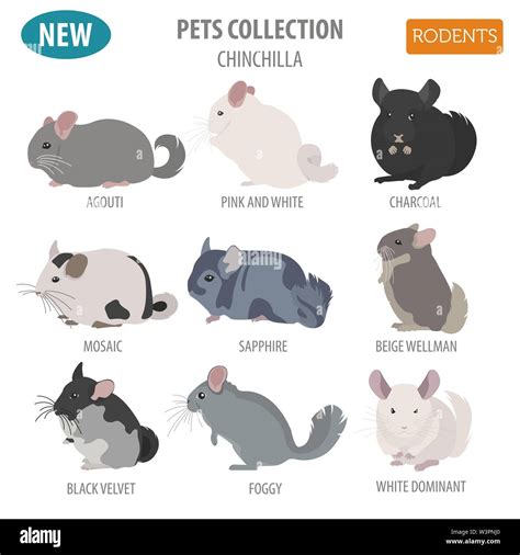 Chinchilla Breeds Icon Set Flat Style Isolated On White Pet Rodents