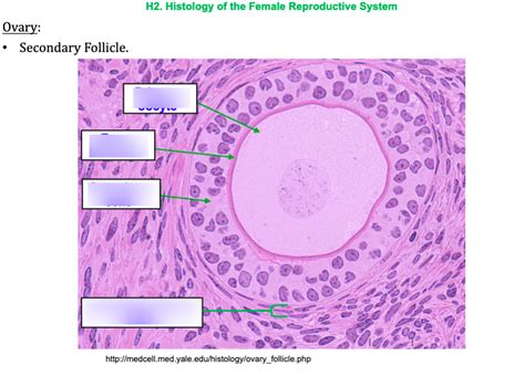 Ovary Secondary Follicle Diagram Quizlet