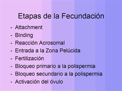 Etapas De La Fecundaci N
