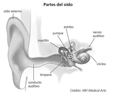 Cómo oímos Estructura del oído y del nervio auditivo NIDCD