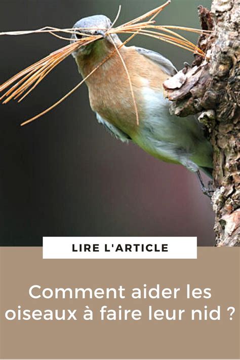 Comment aider les oiseaux à faire leur nid en 2024 Oiseaux Tronc d