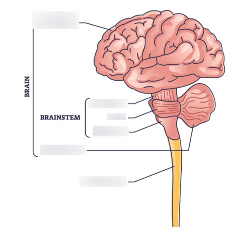 Anatomy Of Central Nervous System Diagram Quizlet