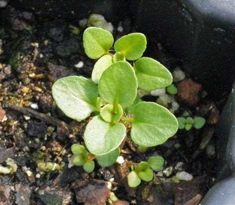 Zellajake Semillas De Flores Raras Thymus Serpyllum M S De Semillas