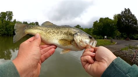 Bass Fishing At Public Parks With Texas Rigs Wacky Rigs Realistic