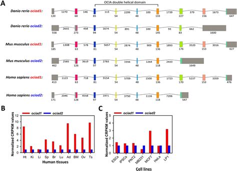 intron exon structure of the ociad1 2 genes and comparison of their download scientific diagram