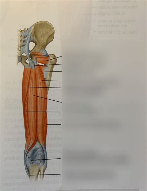 Diagramme De Cuisse Vue Post Rieure Superficielle Quizlet