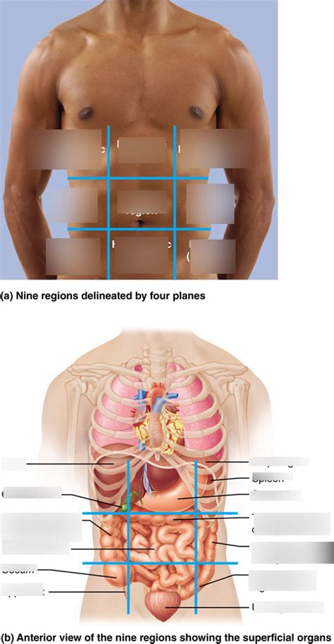 Ch Abdominal Regions Diagram Quizlet