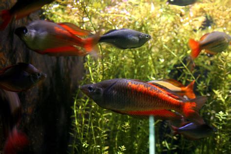 Zierfische Aquarium Fische Süßwasser Liste Fischlexikon