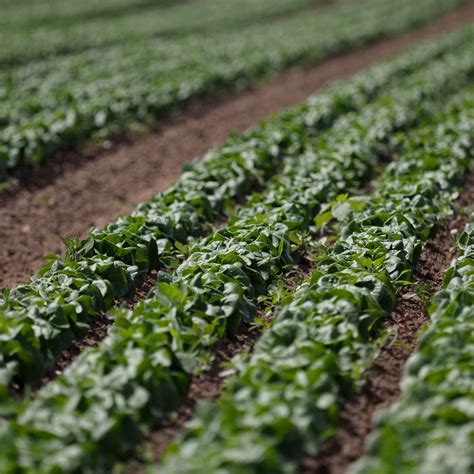 Jardinage Comment R Ussir Ses Semis De Laitue En Janvier