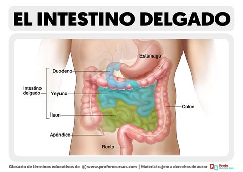 Partes Del Intestino Delgado