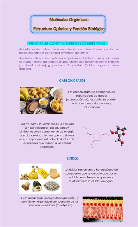 Y Las Macromolculas