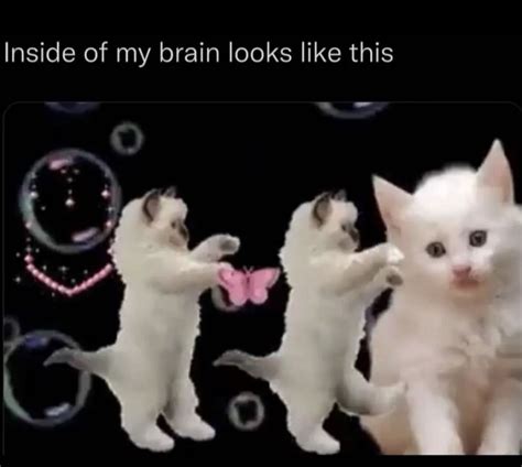 Silly Cats Cute Cats Funny Cats Silly Meme Im Losing My Mind Lose