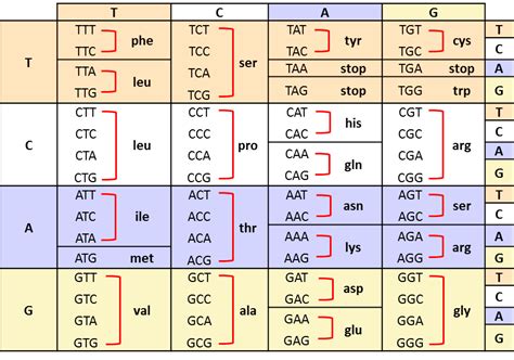 codon anticodon introduction chart and examples