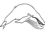 Coloriage Baleine Mammifere Marin JeColorie