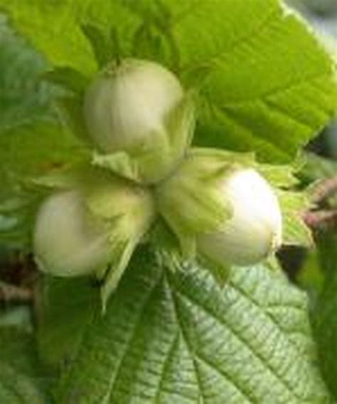 Hassel Mortarella´ Corylus Avellana ´mortarella Plantido