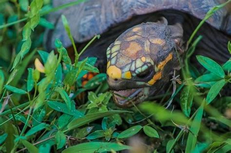 Cormacarena Hace Un Llamado A No Tener Tortugas Como Mascotas El