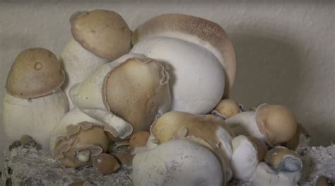 Penis Envy Mushrooms The Strongest Magic Mushroom With The Funniest Name