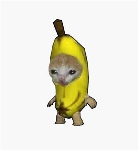 Silly Cats Pictures Cat Pics Crying Pictures Funny Cats Funny