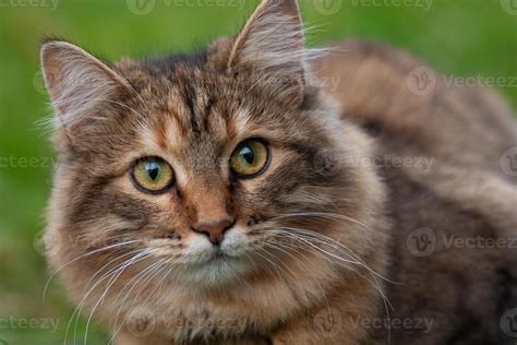 Close Up Portrait Of A Beautiful Cat Stock Photo At Vecteezy